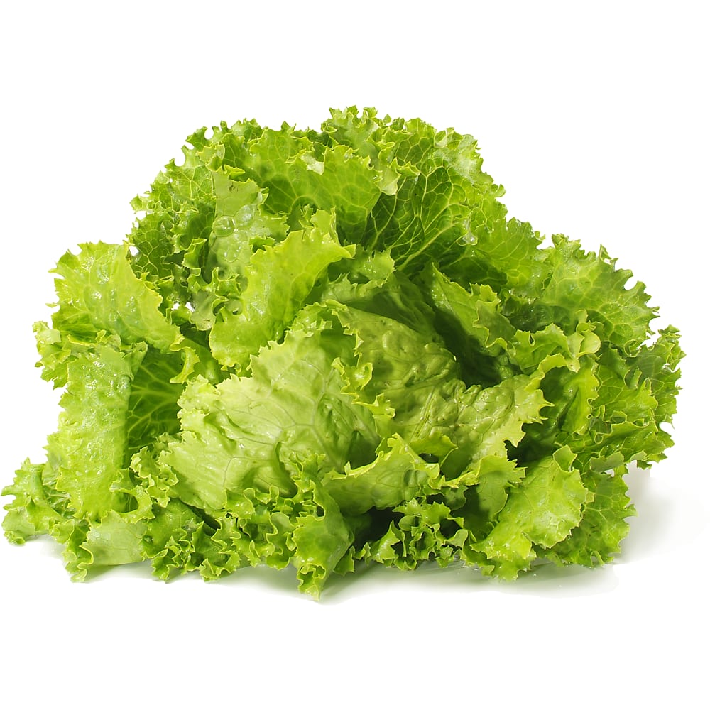 Buy Batavia salad • Migros