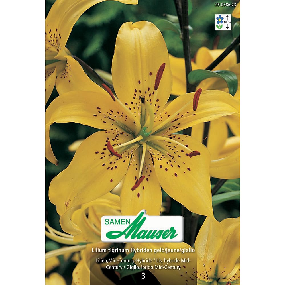 Buy Samen Mauser · Lis Tigrinum · Jaune • Migros