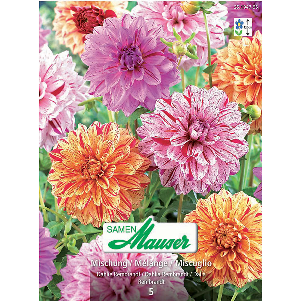 Kaufen Samen Mauser · Dahlien Rembrandt Mischung • Migros