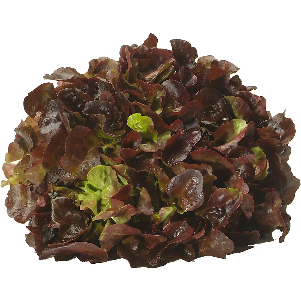 Buy Bio · Oak leaf salad · Red - Organic • Migros