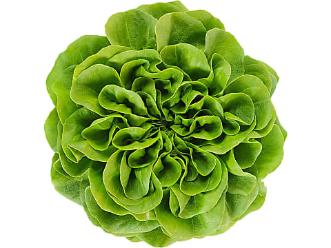 salad · Salanova green • Migros